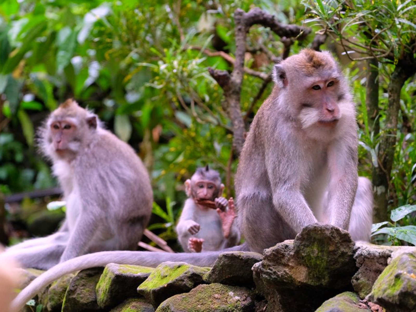 Ubud Monkey Forest Entrance Fee Attraction IdeTrips Ubud Monkey Forest Entrance Fee Attraction IdeTrips