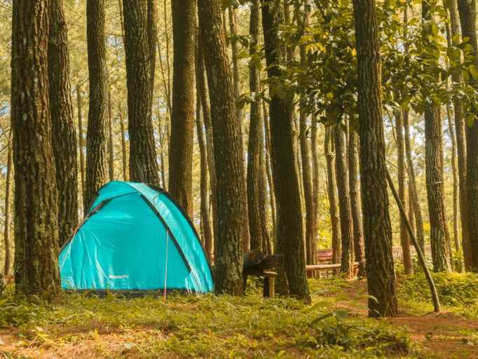 Imogiri Pine Forest Entrance Fee & Activities - IdeTrips