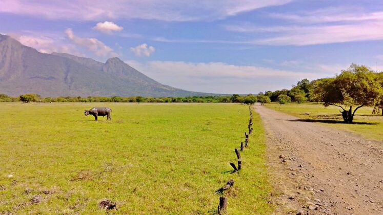 Baluran National Park Top Activities & Entrance Fee - IdeTrips