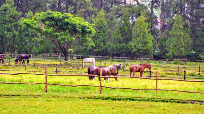 De Ranch Bandung Entrance Fee & Top Activities