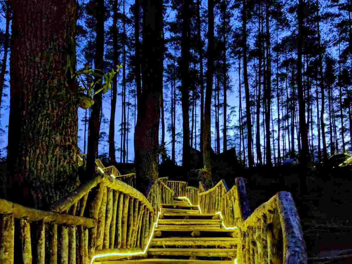 Orchid Forest Cikole, Top Things To Do and Entrance Ticket - IdeTrips