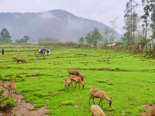 Ranca Upas Bandung, Deer Park & Camping Ground - IdeTrips