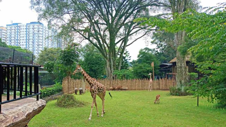 Bandung Zoo Ticket & Animal Show Schedule