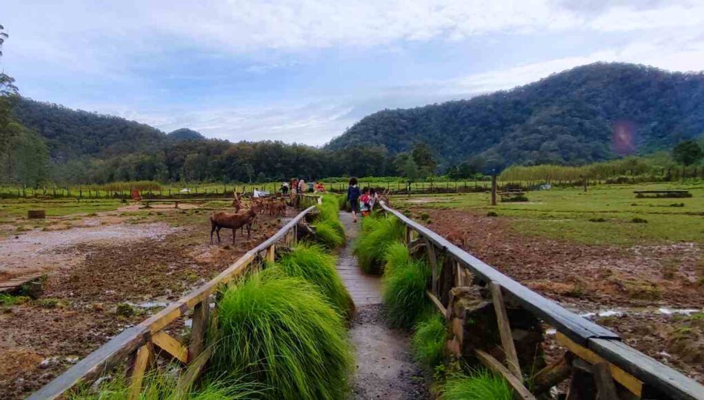 Rengganis Suspension Bridge Guide, Entrance Fee and Attractions