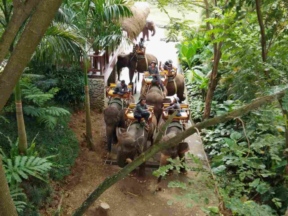 Bali Zoo Top Activities & Entrance Ticket