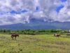 Savana Tianyar, Guide and Attraction - IdeTrips