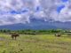 Savana Tianyar, Guide and Attraction - IdeTrips