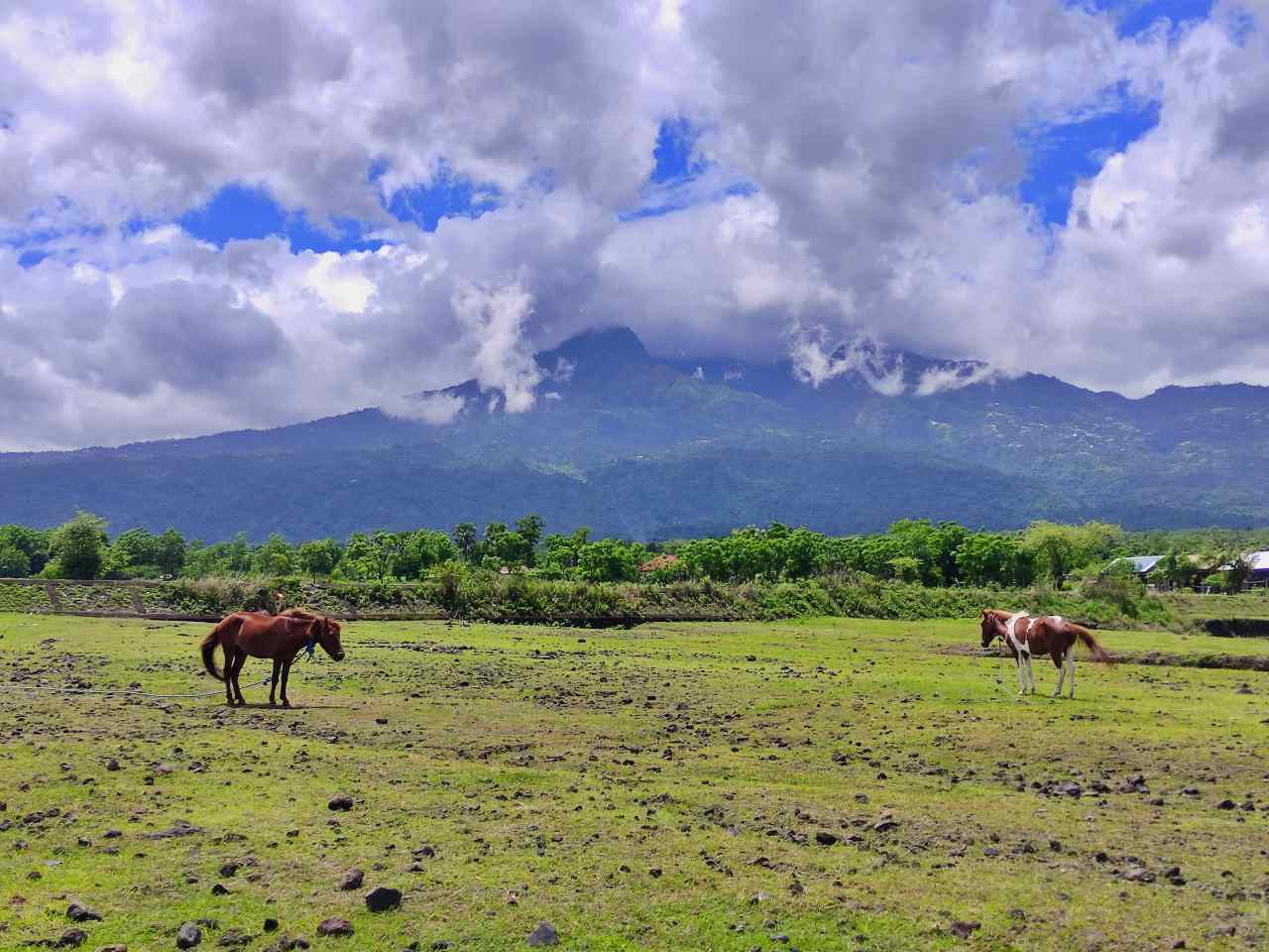 Savana Tianyar, Guide and Attraction - IdeTrips