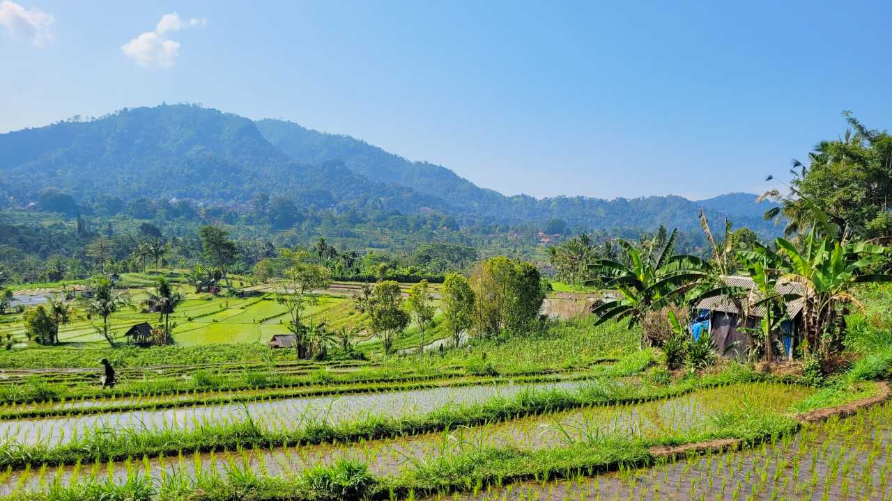 Savana Tianyar, Guide and Attraction - IdeTrips